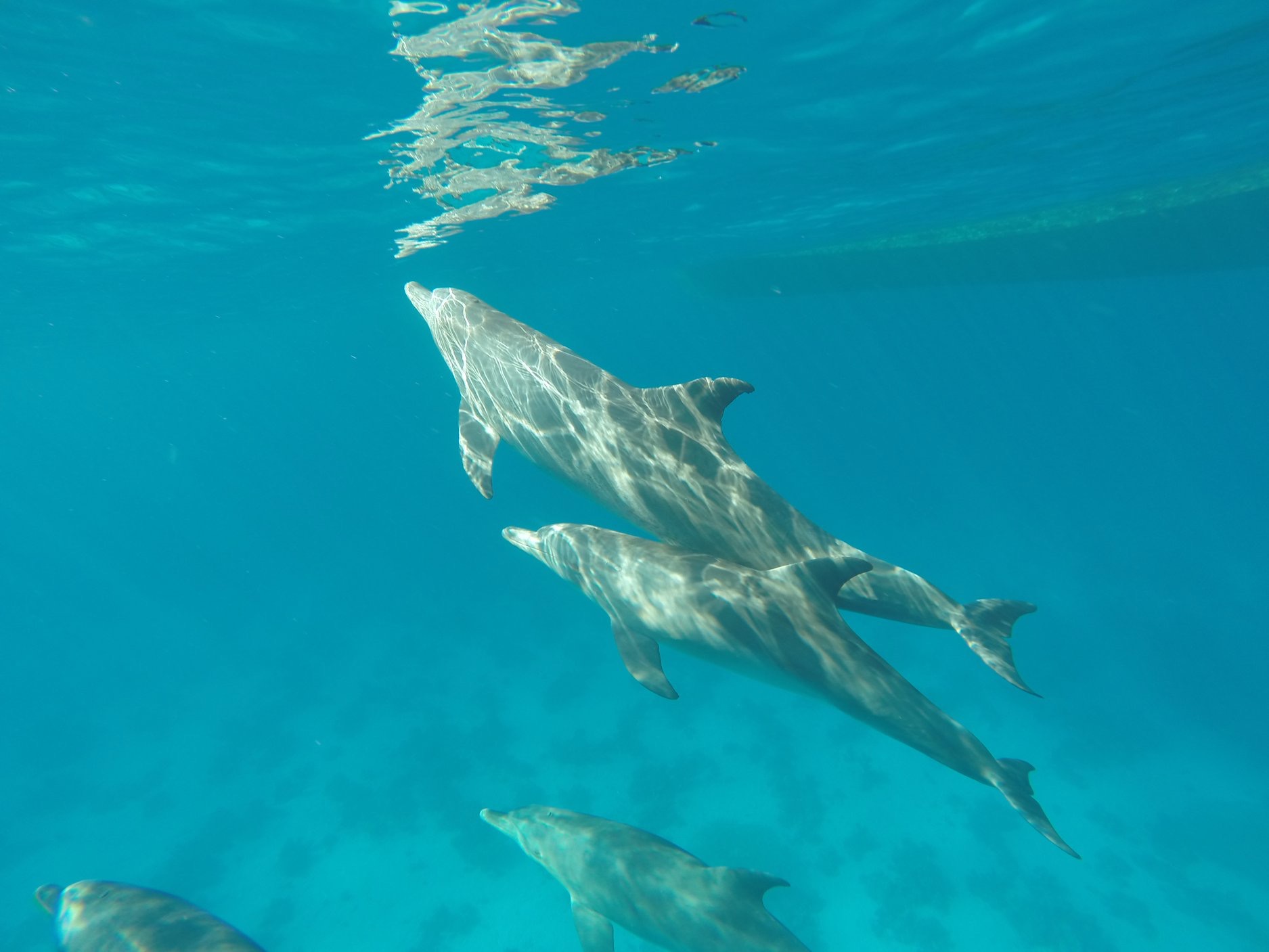 Elite Delfin Ausflug